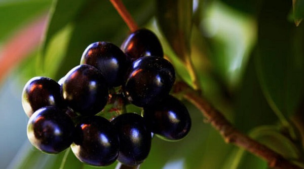 Karayemiş nedir? Karayemişin faydaları nelerdir? - Yeni Akit