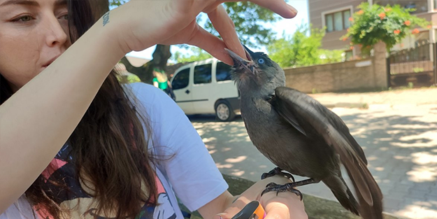 "Kargamel"e gözü gibi bakıyor - Yeni Akit