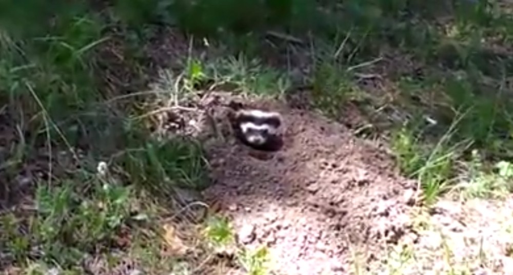 Kars’ta Alaca Sansar görüntülendi - Yeni Akit