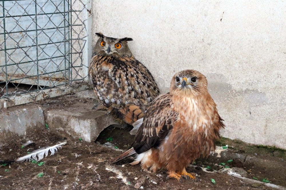 Kızıl şahin ve puhu kuşuna yardım eli - Yeni Akit