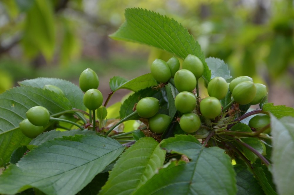 Kuzey yarım kürenin ilk kirazı hasat için gün sayıyor - Yeni Akit