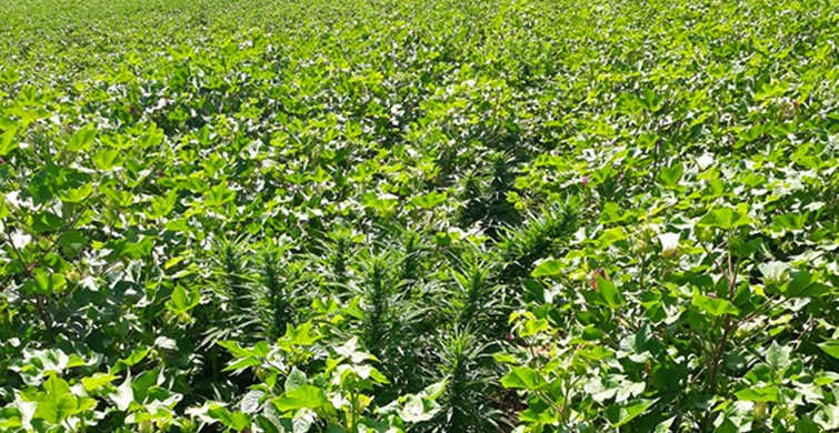 Pamuk tarlasında 500 kök kenevir bitkisi bulundu - Yeni Akit