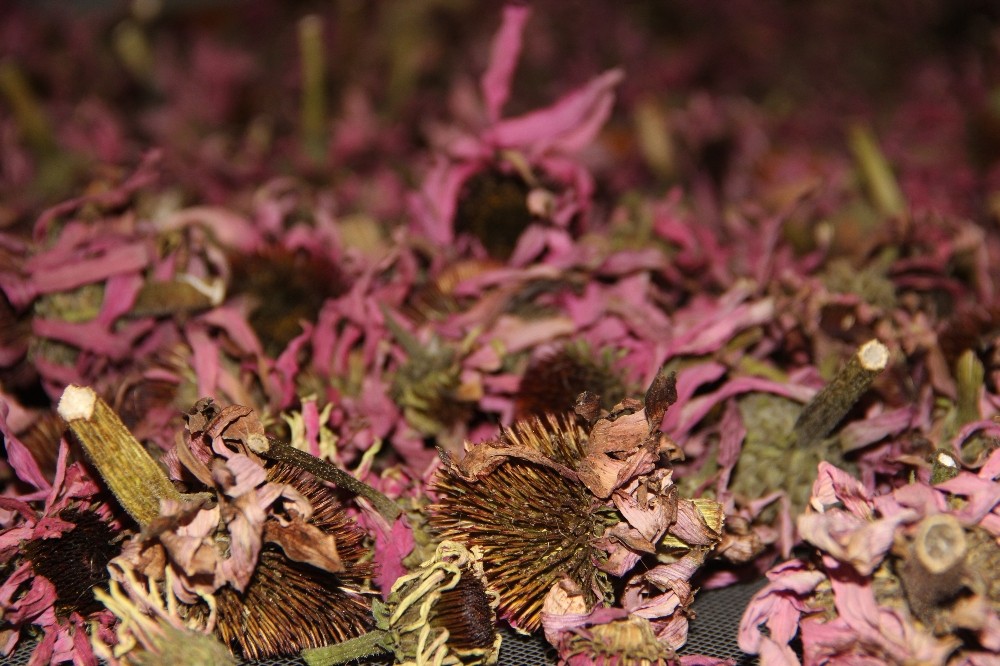 Türkiye’nin ilk ve tek Tıbbi ve Aromatik Bitkiler Merkezi’nde 15 çeşit ...