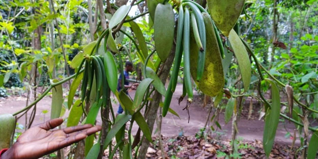 Vanilya nelere iyi geliyor? Vanilyanın inanılmaz faydaları... - Yeni Akit