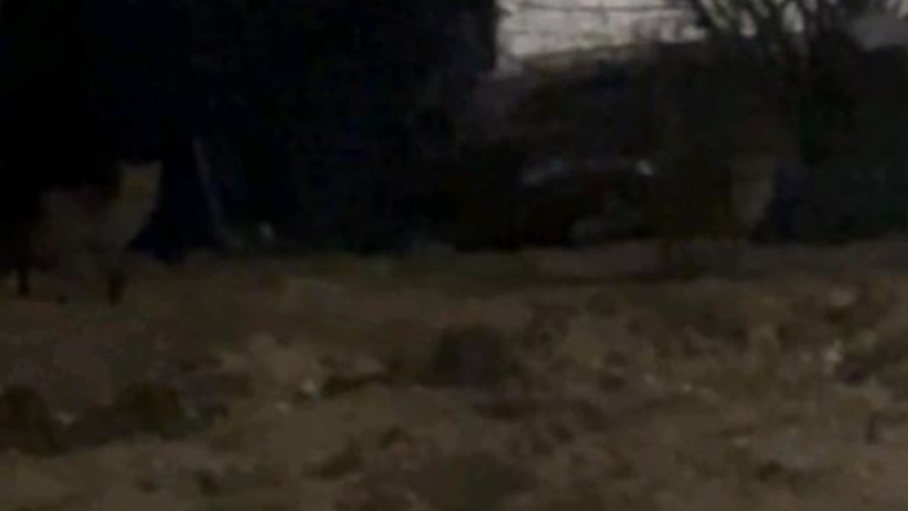 Aç kalan tilkiler şehir merkezine akın etti - Yeni Akit