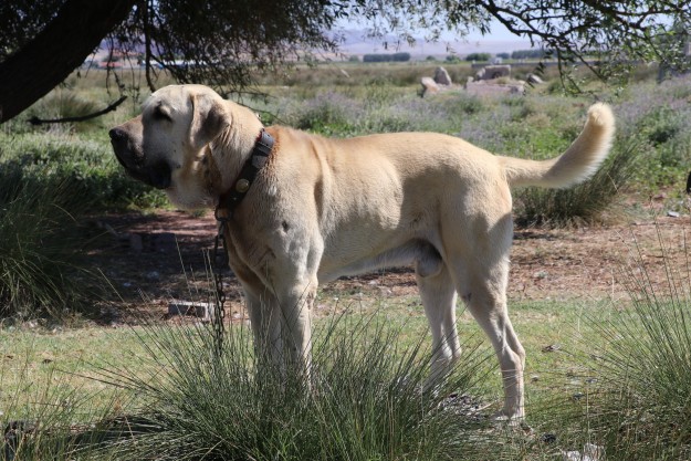 Aksaray Malaklı köpeği dünyaya açıldı - Yeni Akit